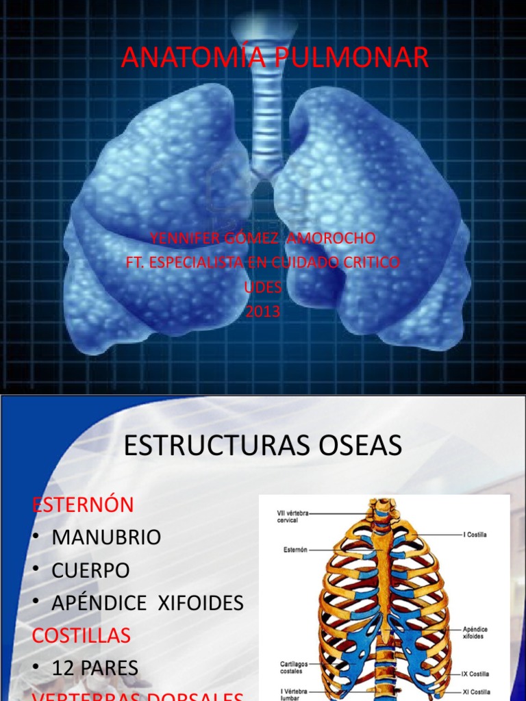 Anatomía Del Lobulillo Pulmonar Anatomía Del Pulmón: Lóbulos Y