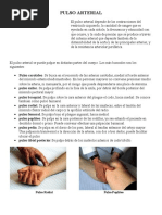 Localización de Pulsos Arteriales | PDF | Legumbres | Anatomía del ...