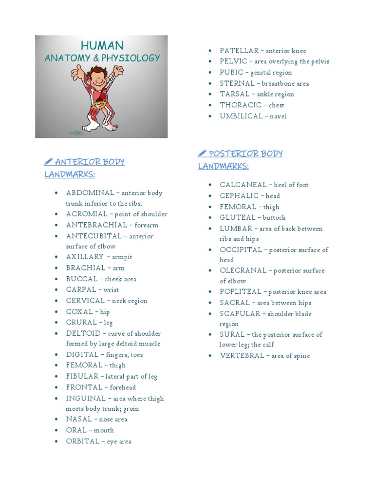 Anterior Body Landmarks Overview | PDF