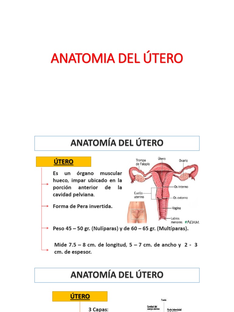 Anatomia Utero | PDF | Útero | Pelvis