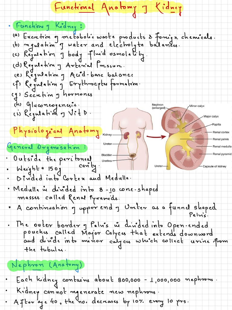 Functional Anatomy of Kidney | PDF | Kidney | Human Anatomy