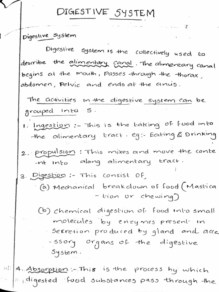 Digestive System 1 | PDF