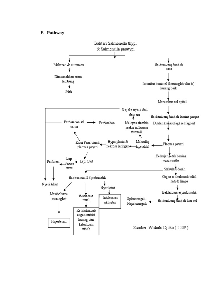 Pathway Thypoid | PDF