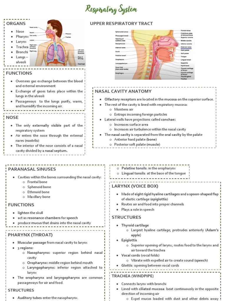 Larynx: Routing Air and Food | PDF | Respiratory Tract | Lung
