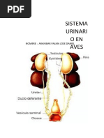 Aparato Reproductor del Pato: Anatomía y Función | PDF | Sistema ...