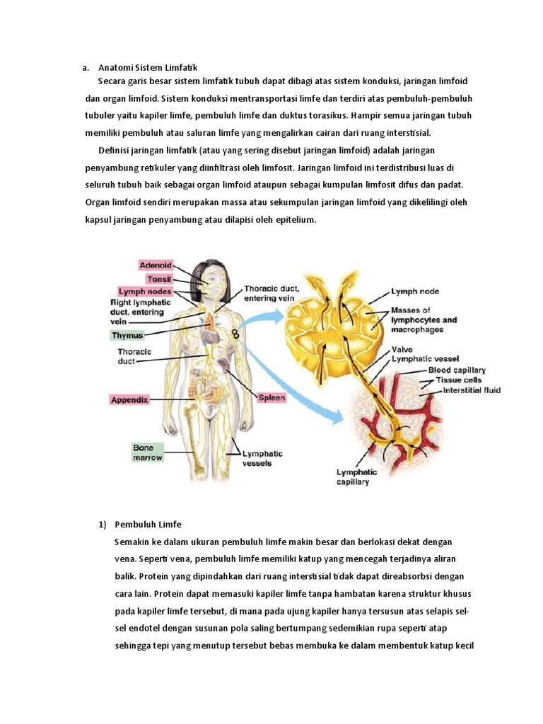 Anatomi Fisiologi Sistem Limfatik | PDF
