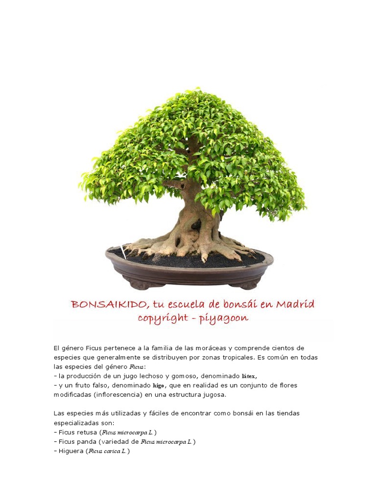 Fichas Bonsai Ficus Retusa | PDF | Ficus | Bonsai
