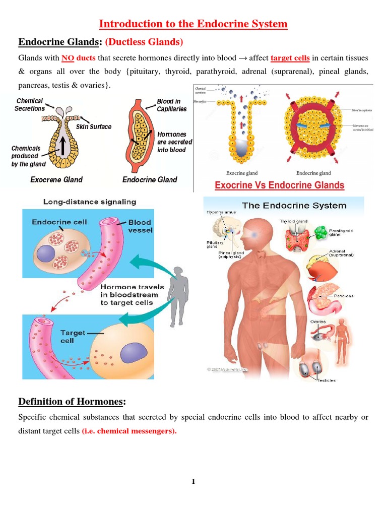 Endocrine (Introduction) 2020 | Download Free PDF | Hormone | Endocrine ...