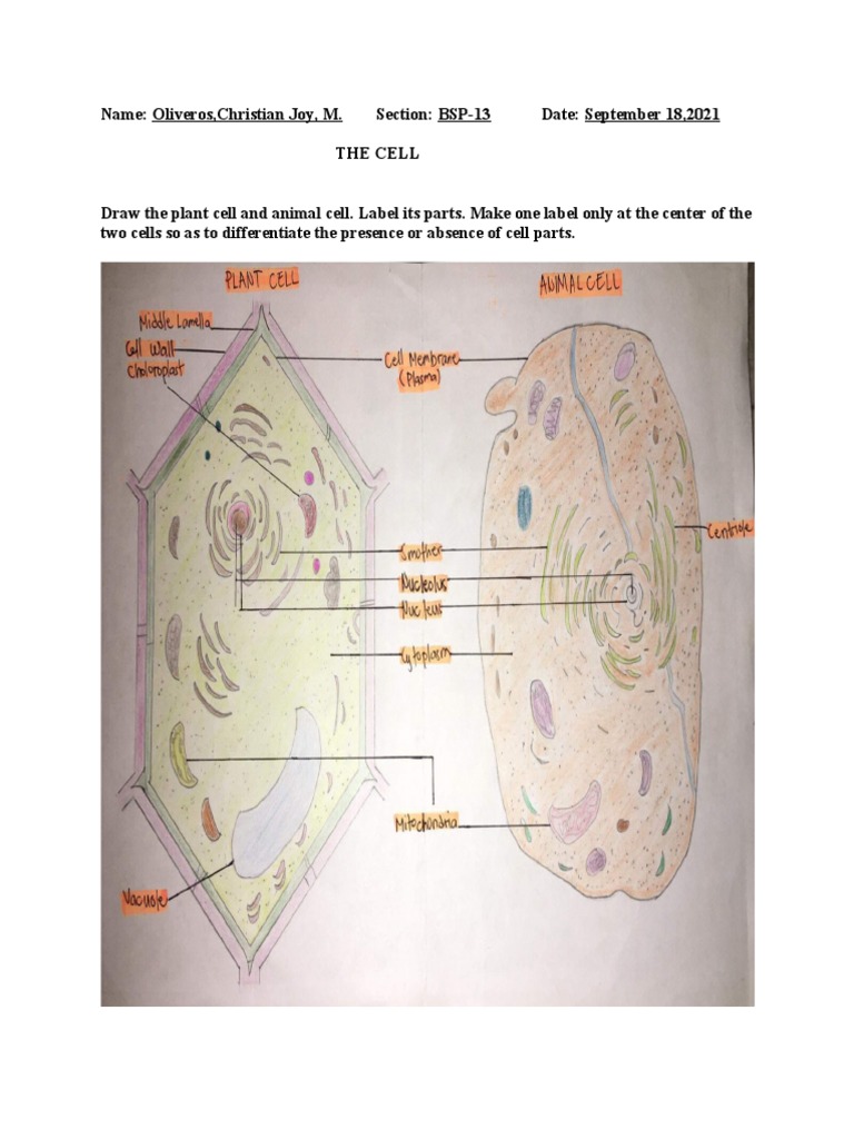Onion Cells Under Microscope Lpo
