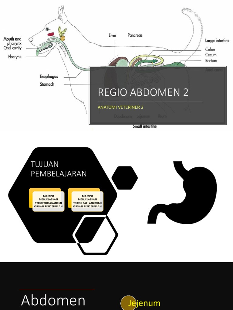 Regio Abdomen II.2020 | PDF | Pancreas | Abdomen