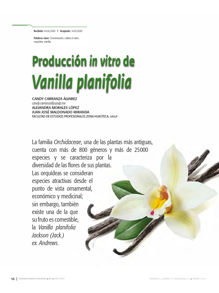 Producción in Vitro De: Vanilla Planifolia | PDF | Orchidaceae | Jardinería