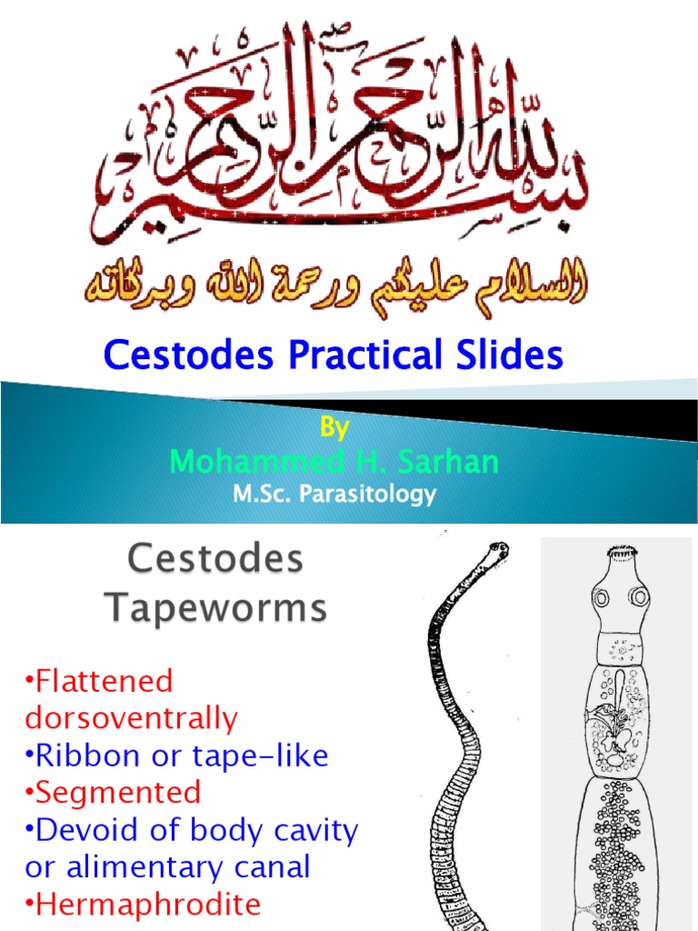 Cestodes Practical Slides: Mohammed H. Sarhan | PDF