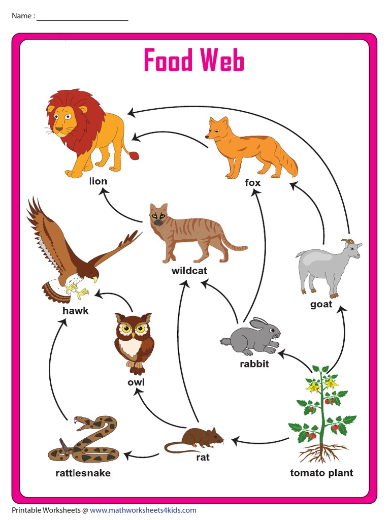Food Web Chart | PDF