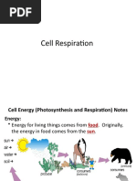 Anaerobic Respiration | PDF