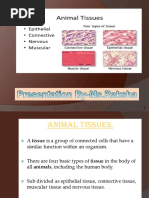 Basics of Animal Tissues | PDF | Epithelium | Tissue (Biology)