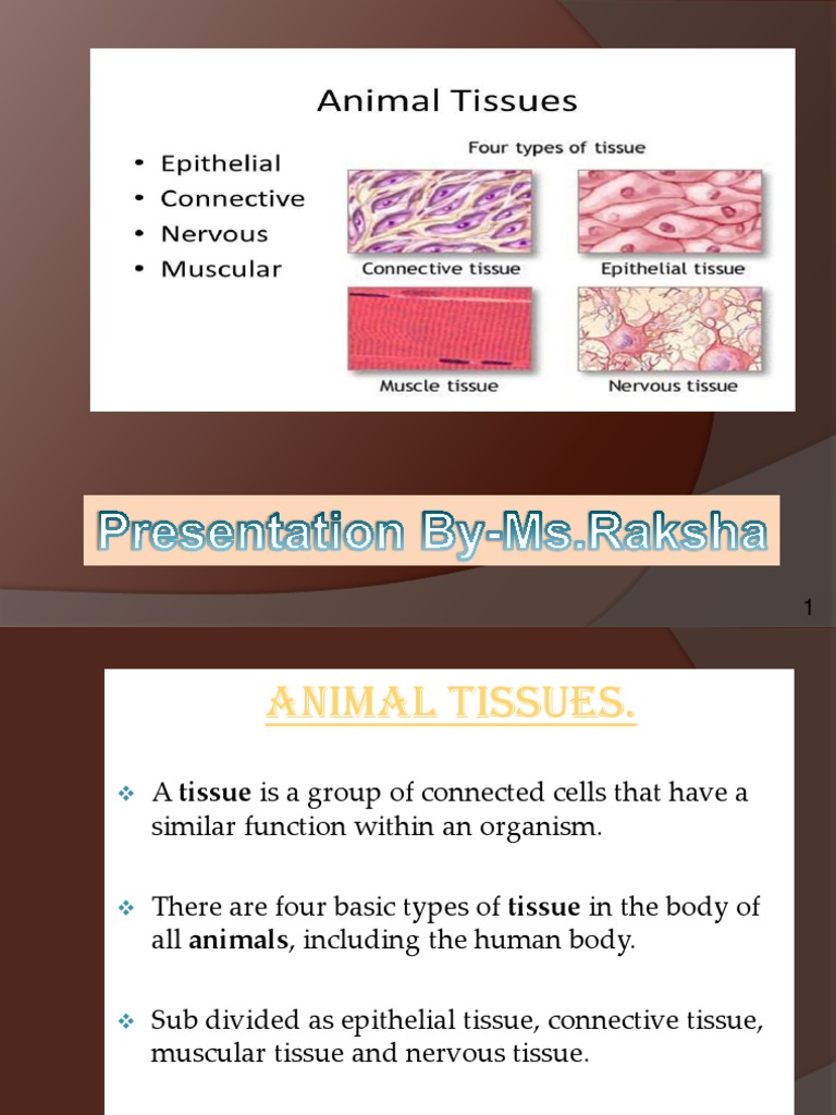 Grade-9 Cbse Chapter-6 Animal Tissues | PDF | Epithelium | Tissue (Biology)