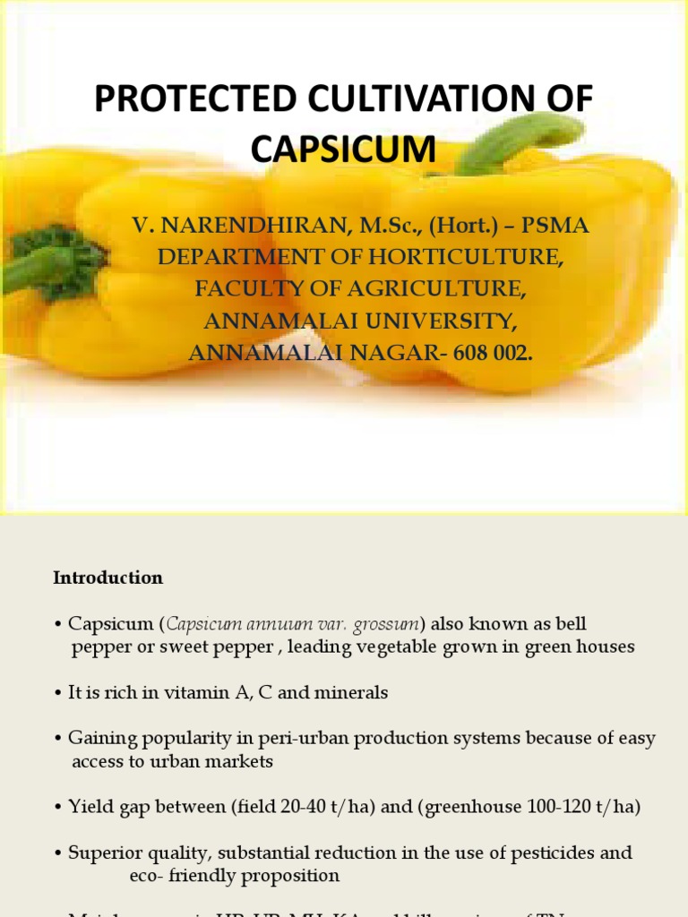Cpasicum | PDF | Capsicum | Pruning