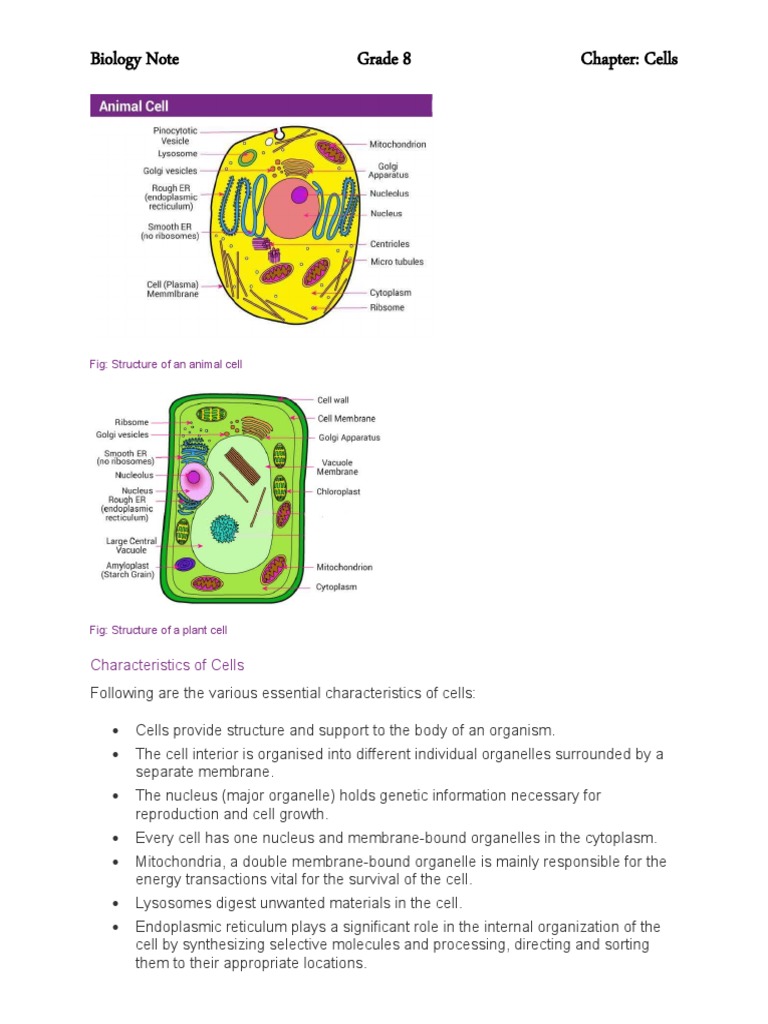 Biology Note Grade 8 Chapter: Cells | PDF | Cell (Biology) | Cell Nucleus