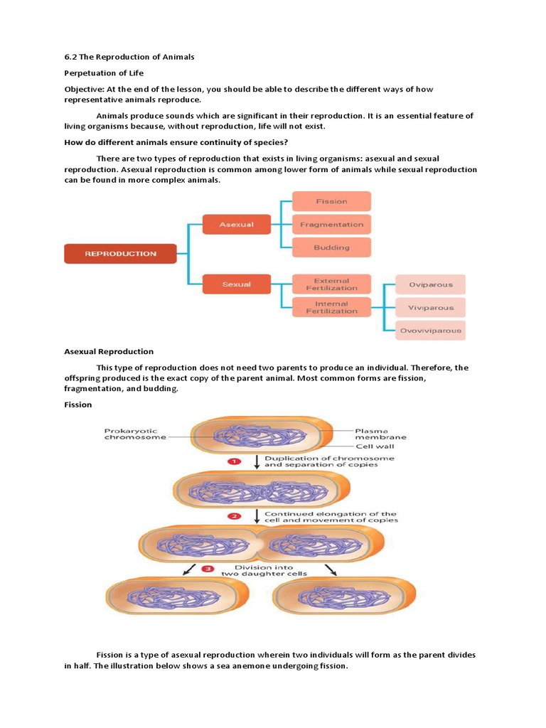 The Modes of Reproduction in Animals: Asexual and Sexual | PDF | Egg ...