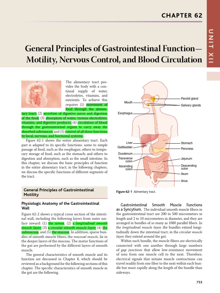 Unit 1 Gastro Intestinal System | PDF | Gastrointestinal Tract | Action ...