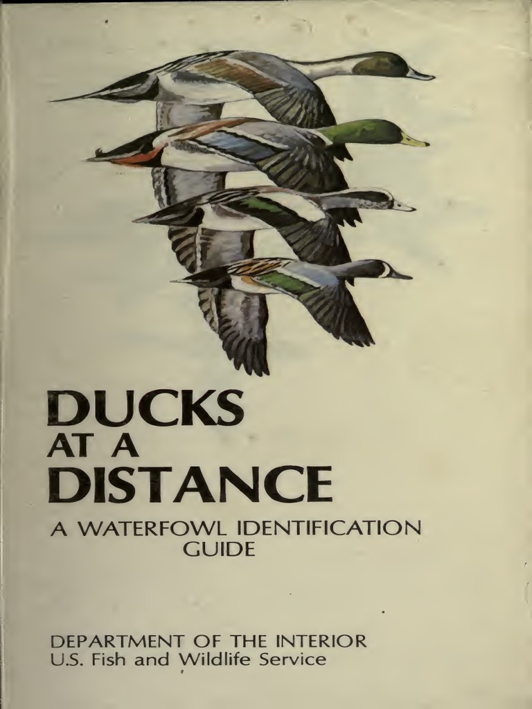 Hines B Ducks at A Distance A Waterfowl Identification Guide | PDF ...