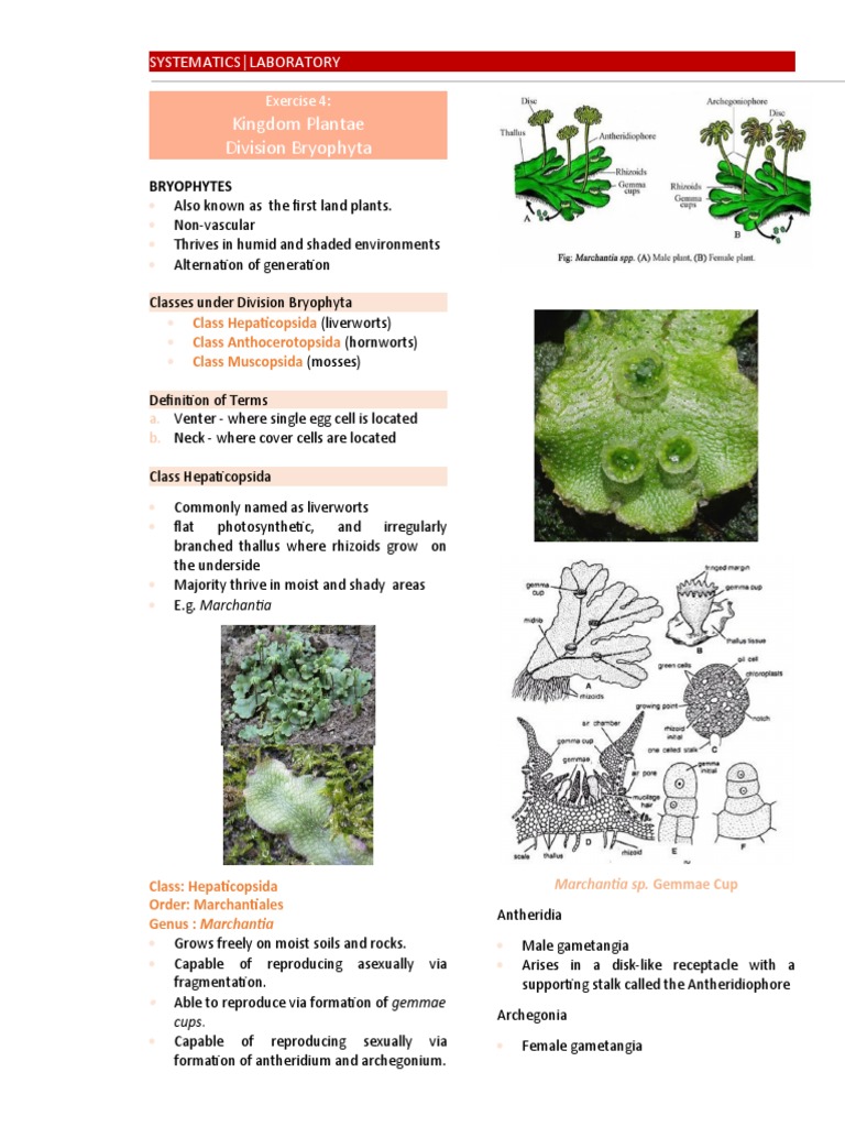 Kingdom Plantae Division Bryophyta: Systematics Laboratory | PDF | Moss ...