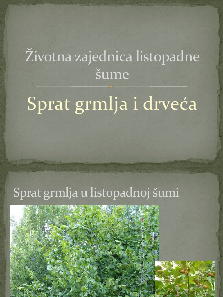 Životna Zajednica Listopadne Šume | PDF