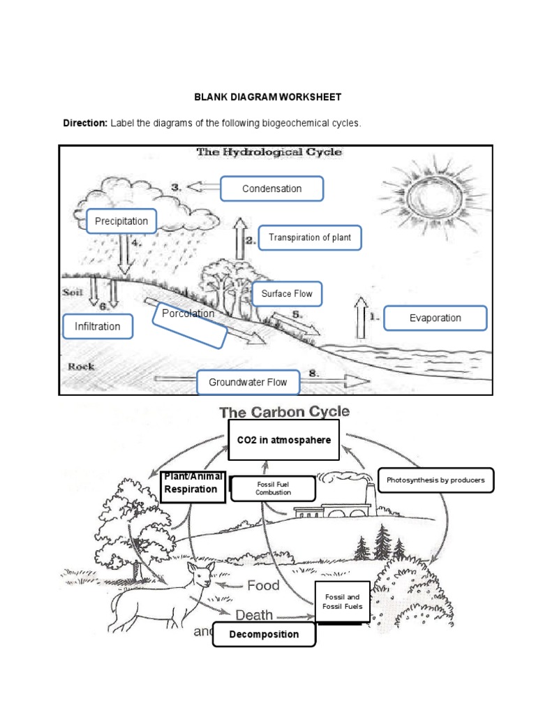 Blank Diagram Worksheet Direction: Label The Diagrams of The Following ...