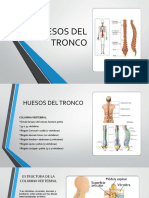 Anatomía del Húmero, Radio y Cúbito | PDF | Codo | Hombro