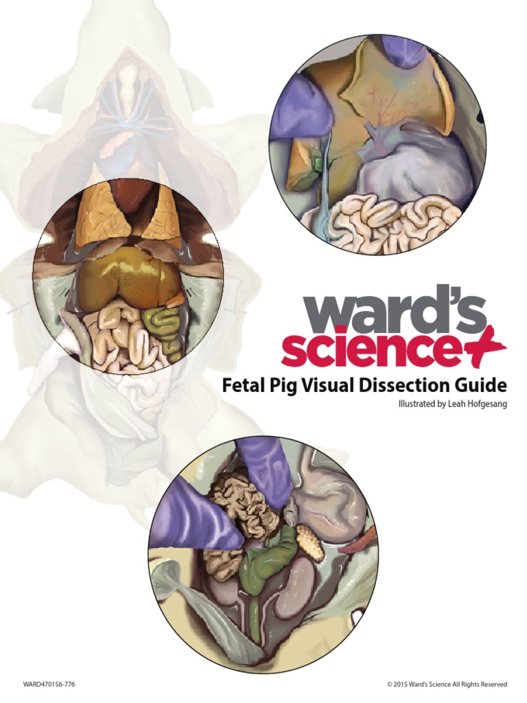 Fetal Pig Visual Dissection Guide: Illustrated by Leah Hofgesang | PDF ...