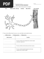 Nervous System Worksheet | PDF | Neuron | Axon