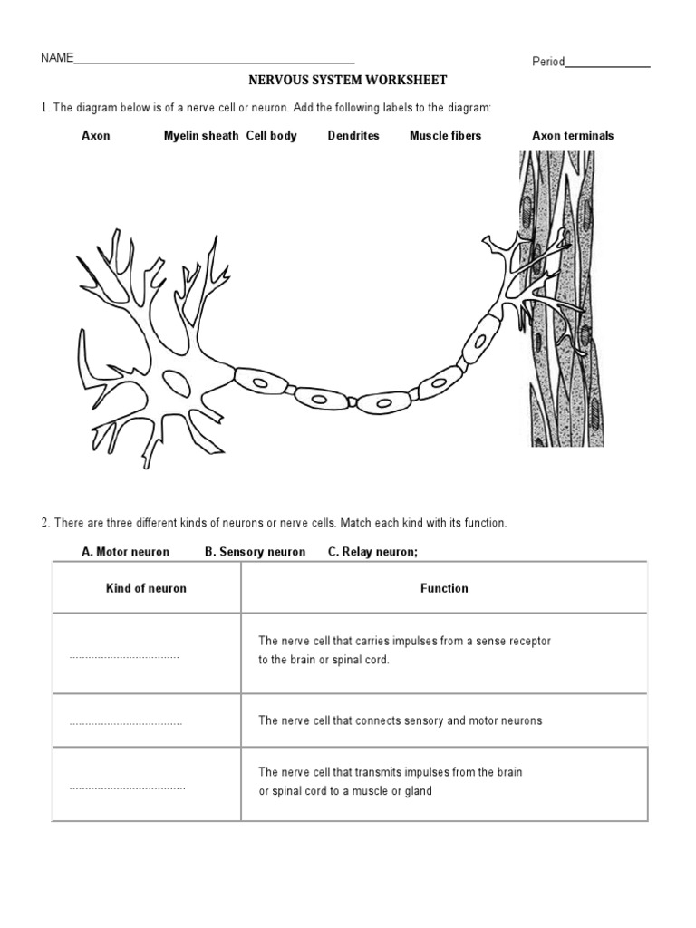 Nervous System Worksheet: Axon Myelin Sheath Cell Body Dendrites Muscle ...