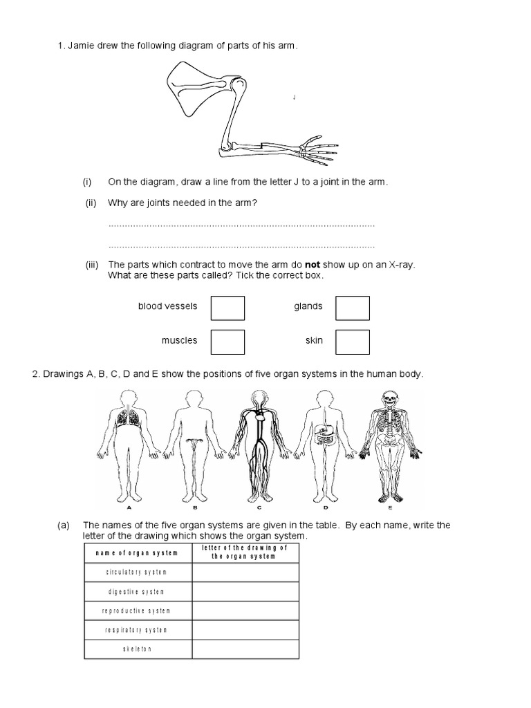 Name of Organ System Letter of The Drawing of The Organ System | PDF ...