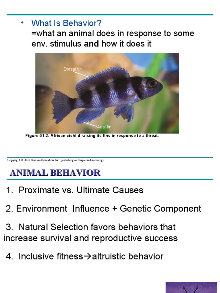 Proximate Causes and Ultimate Causes of Animal - Behavior | PDF ...