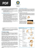 Anatomy - & - Physiology Cheat Sheet | PDF | Bone | Skin