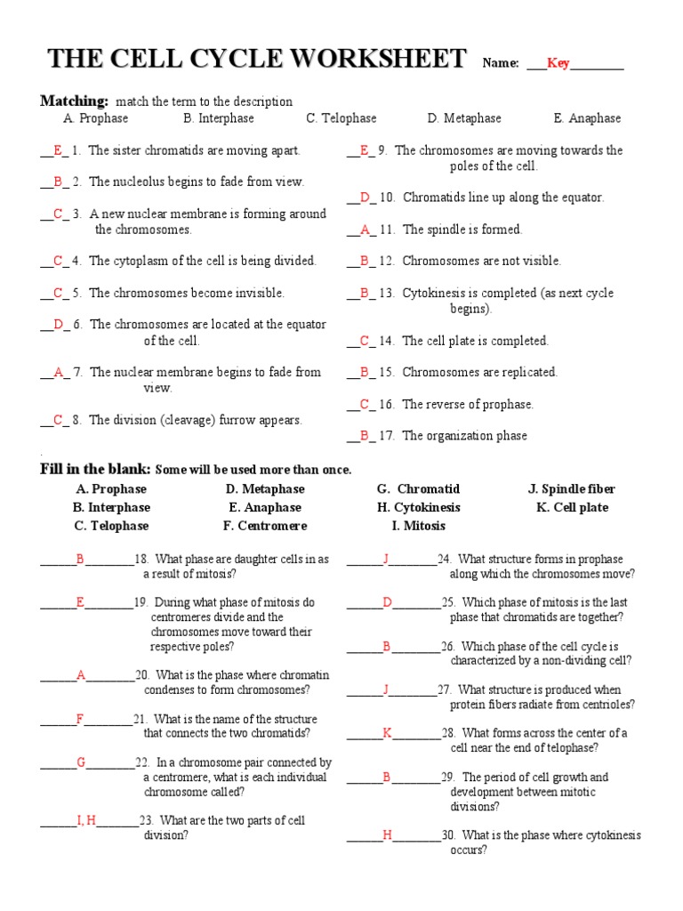 The Cell Cycle Worksheet With Answers | PDF | Mitosis | Life Sciences