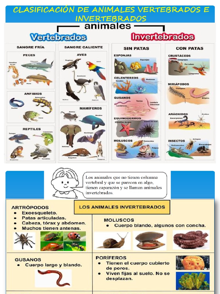 Hojas De Trabajo Imprimibles Gratuitas Sobre Vertebrados E Invertebrados