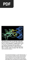 Study of Life Cycle of Sargassum | PDF