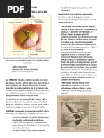 Anatomía y Patología de La Papila Óptica | PDF | Retina | Ojo humano