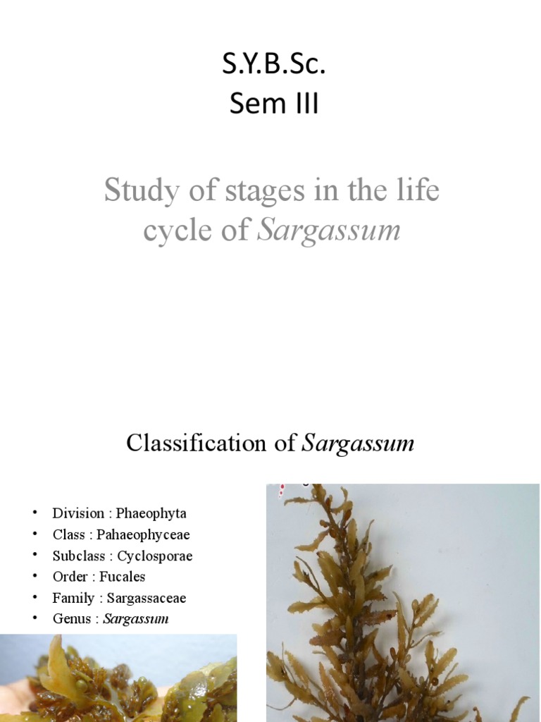 Study of Life Cycle of Sargassum | PDF