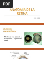 Conos y bastones en la retina | PDF | Sinapsis | Retina