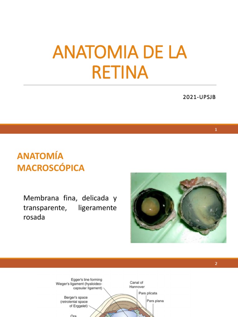 Anatomía de La Retina | PDF | Retina | Ojo humano