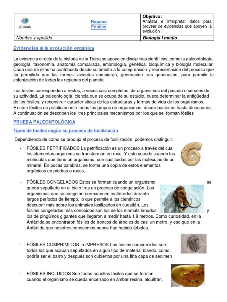 Prueba Final Fosiles | PDF | Evolución | Fósil