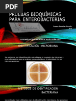 Prueba de Ureasa en Bacterias | PDF | Las bacterias | Química
