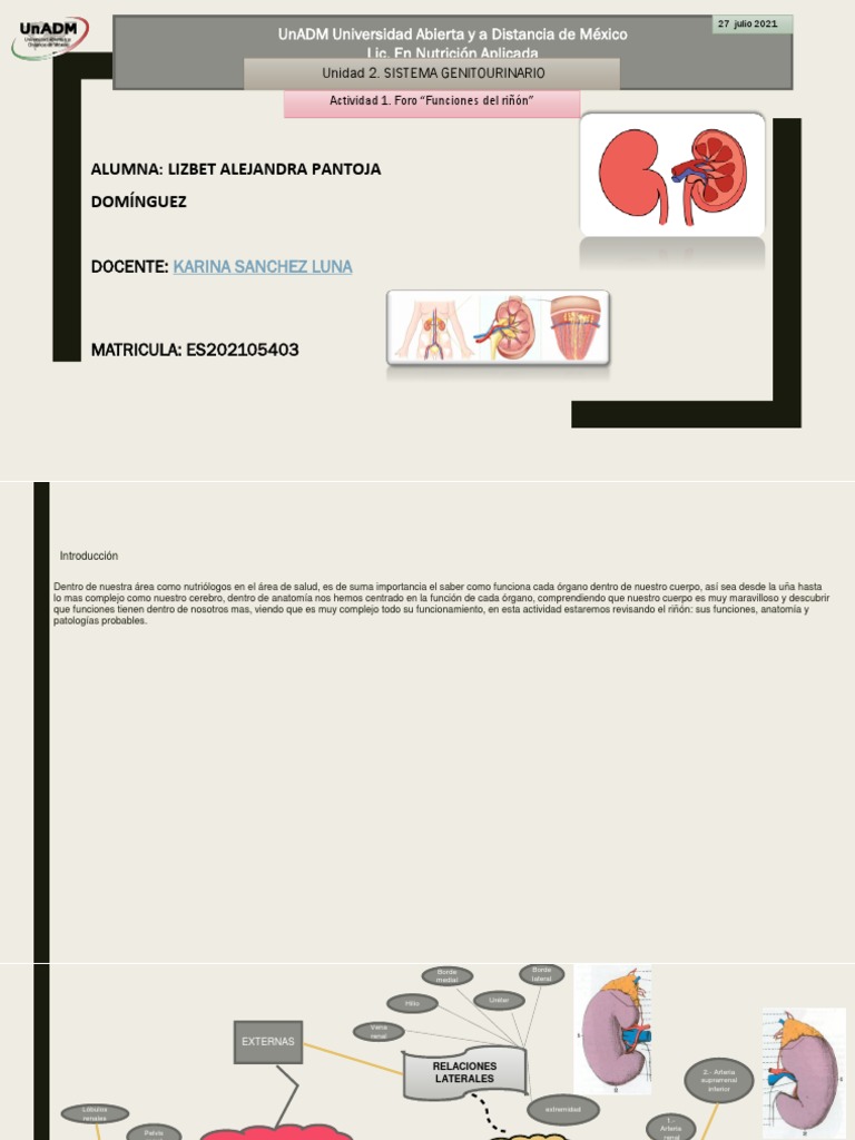Afi2 U2 A1 Lipd | PDF | Riñón | Glándula suprarrenal