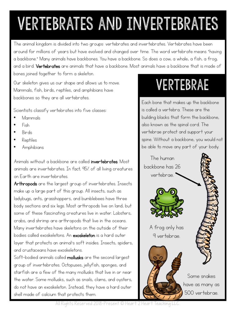 Vertebrates and Invertebrates: Vertebrae | PDF | Vertebral Column ...