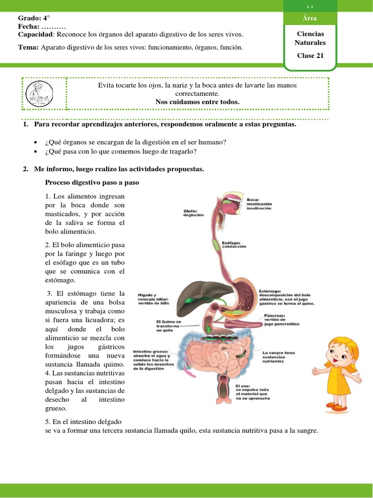 4° G CIENCIAS NATURALES-Clase 21 | PDF | Digestión | Sistema digestivo ...