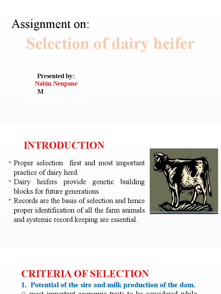Assignment On:: Selection of Dairy Heifer | PDF