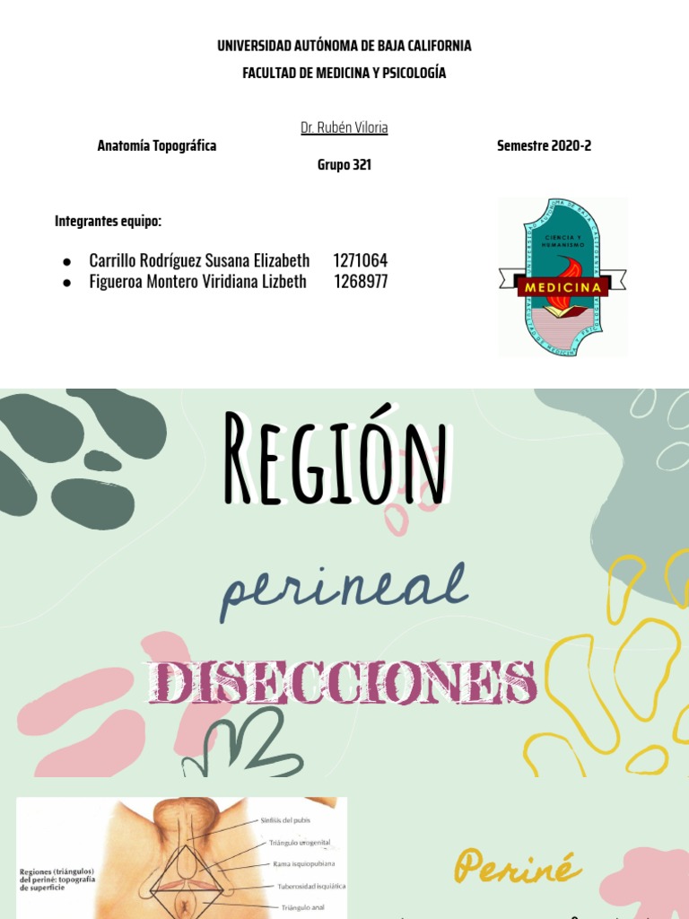 Región Perineal - Anatomía Topográfica | PDF | Pelvis | Anatomía humana