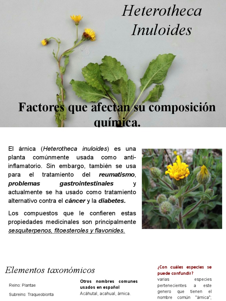 Propiedades y cultivo de Heterotheca inuloides | PDF | Plantas | Botánica